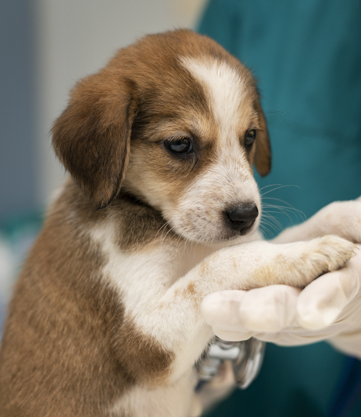 Pet Spay & Neuter In Bozeman, MT | All West Veterinary Hospital