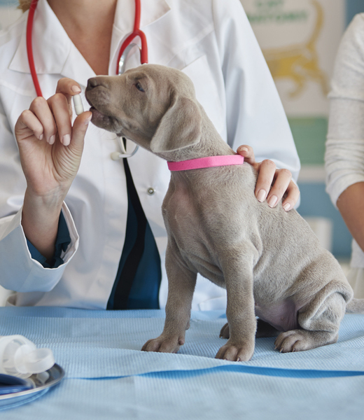 Pet Surgery In Bozeman, MT | All West Veterinary Hospital